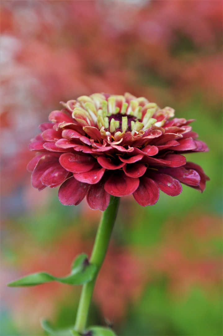 Rosa-Rot Foto & Bild | pflanzen, pilze & flechten, blüten ...