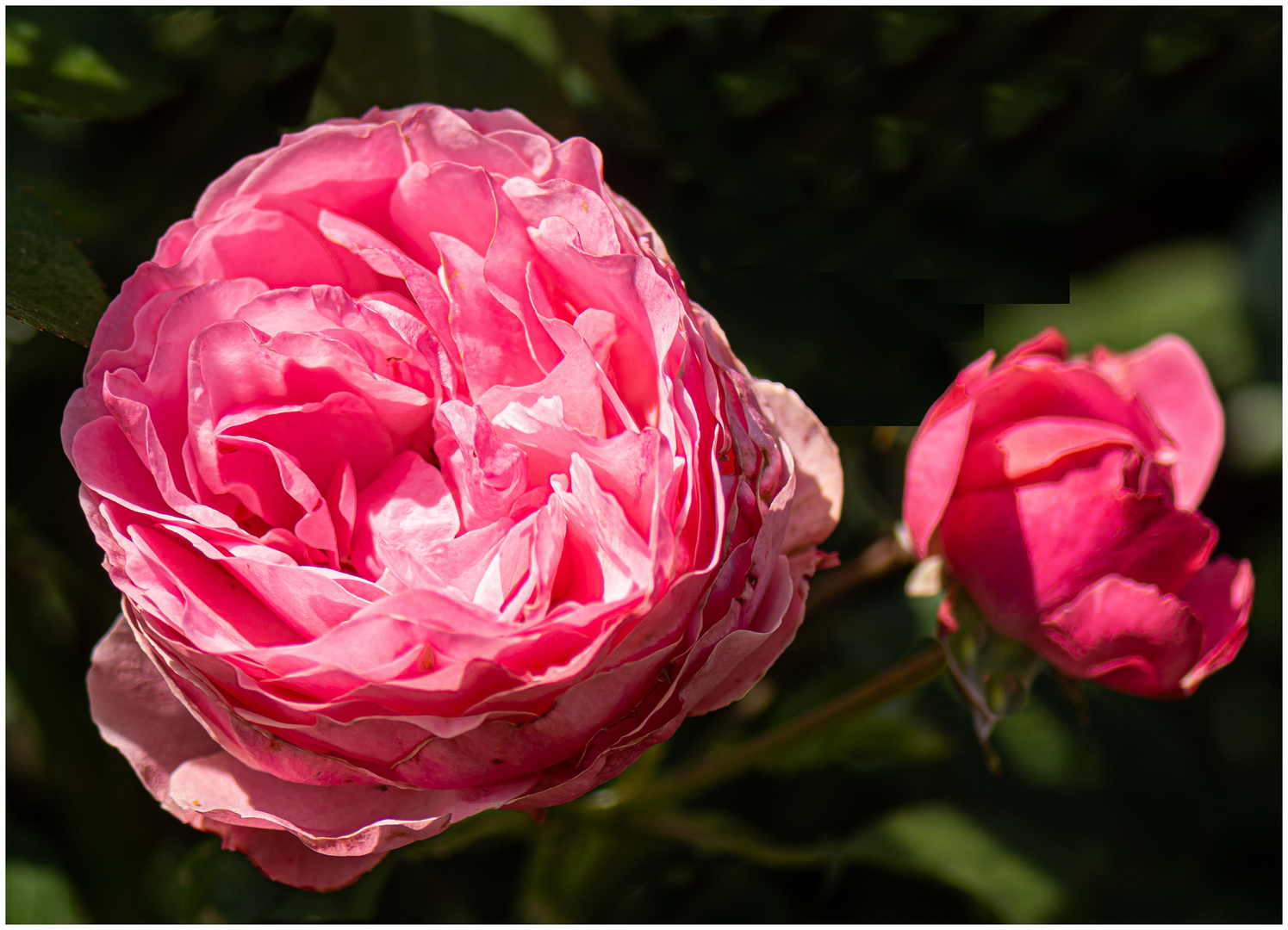 Rosa - Rot ! Foto & Bild | fotos, art, rot Bilder auf fotocommunity