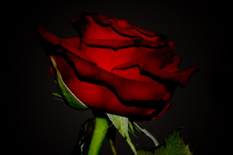 Rosa Rot - Bild & Foto von Octavian Jalba-Verseck aus Rot/Red ...