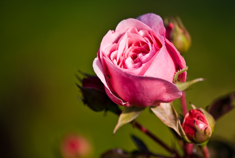 > Rosa - rot Foto & Bild | pflanzen, pilze & flechten, blüten ...
