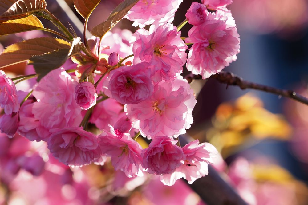 rosa rot Foto & Bild | blumen, motive, natur Bilder auf fotocommunity