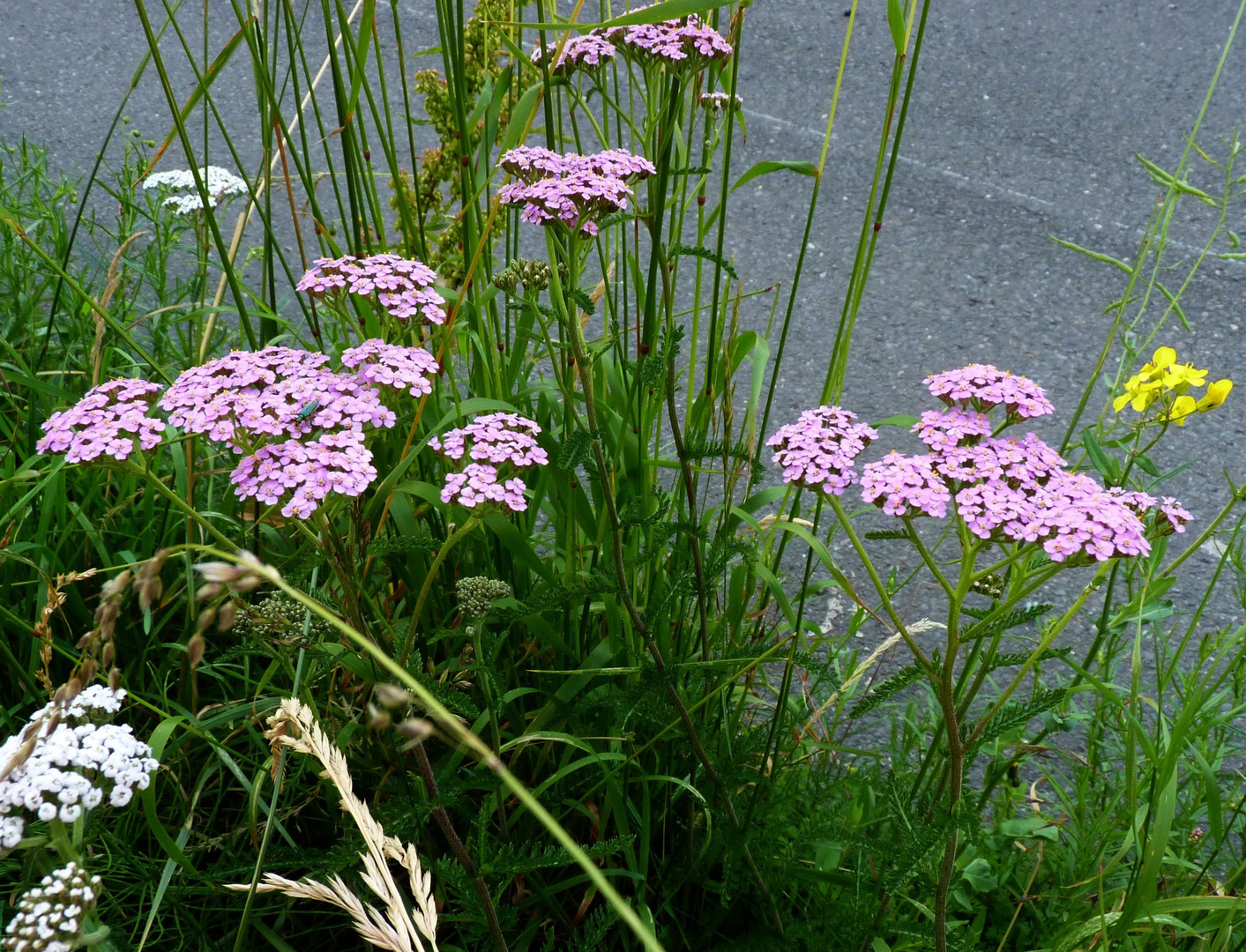 Rosa Schafgarbe am Straßenrand Foto & Bild | pflanzen, pilze & flechten ...