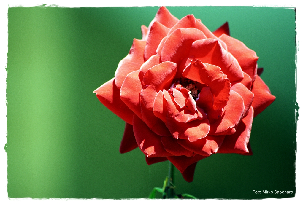 ROSA SPINA Foto % Immagini| piante, fiori e funghi, nature, natura Foto ...