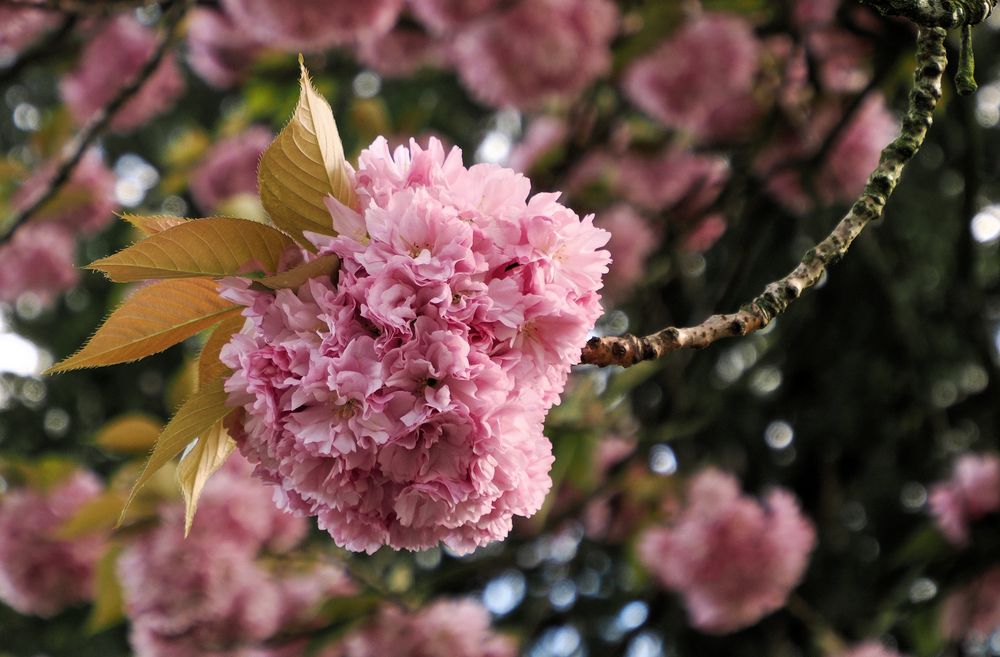 Rosa Traum … Foto & Bild | fotos, bäume, frühling Bilder auf fotocommunity