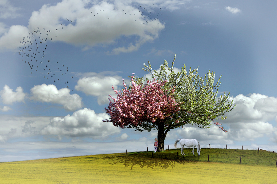 Rosa Traumland Foto & Bild | fotomontage, landschaften, digikunst Bilder auf fotocommunity