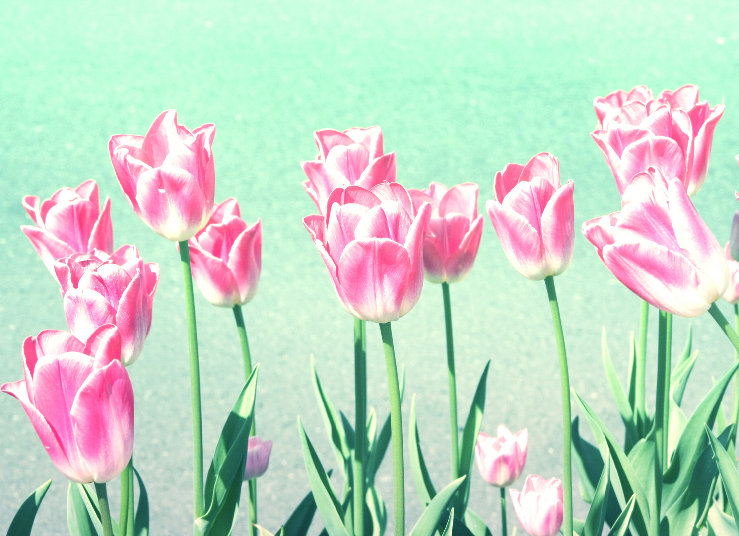 Rosa Tulpen Feld Foto & Bild | fotokunst, color fine art, spezial Bilder auf fotocommunity