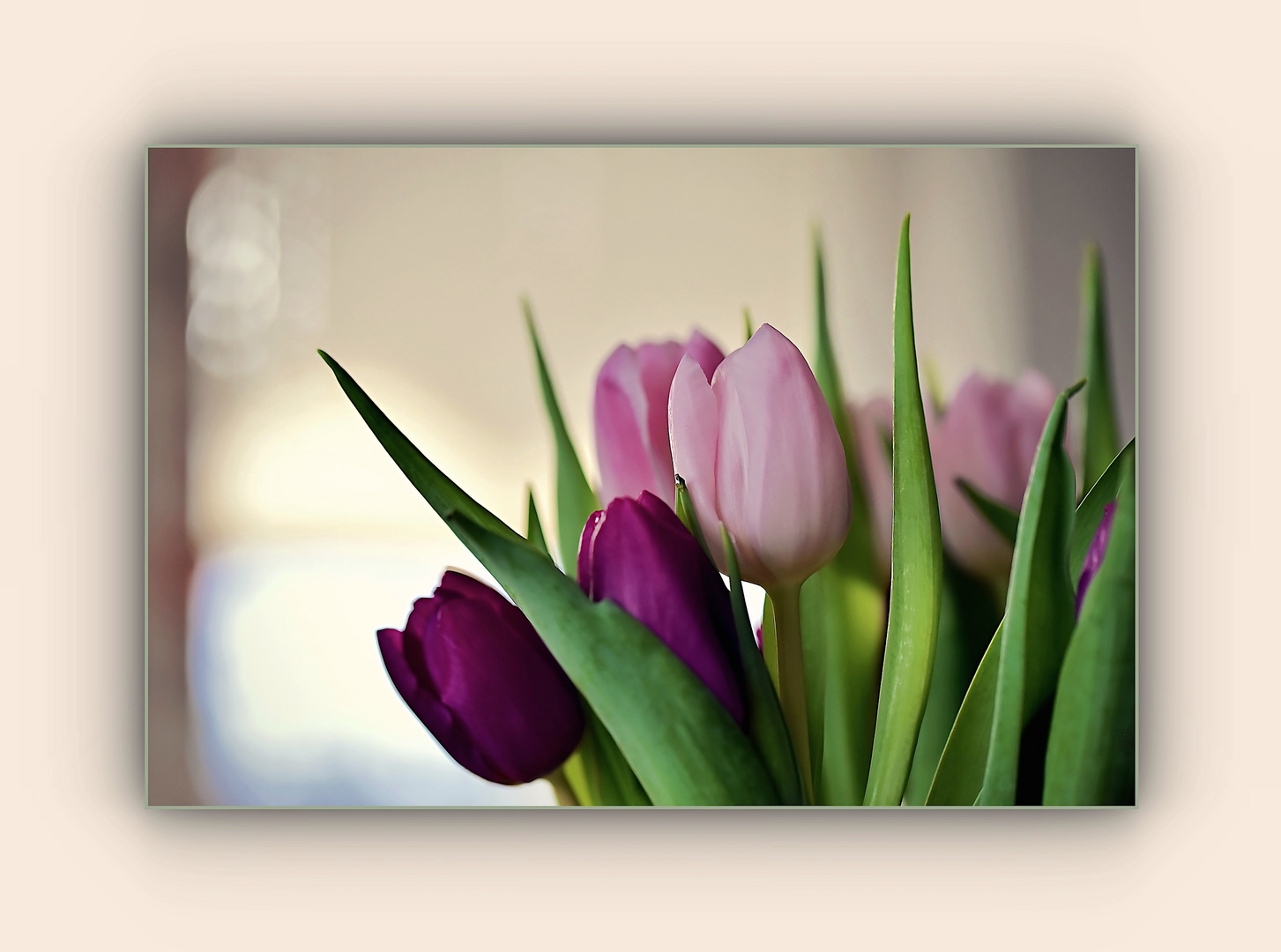 rosa und lila Tulpen Foto & Bild | pflanzen, pilze & flechten, blüten- & kleinpflanzen, projekte ...