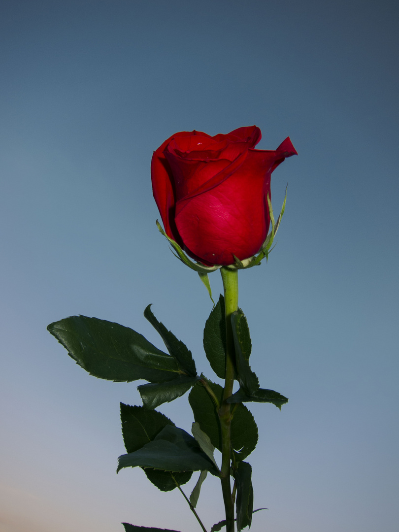 Rosa vermella Imagen & Foto | plantas, flores, naturaleza Fotos de ...