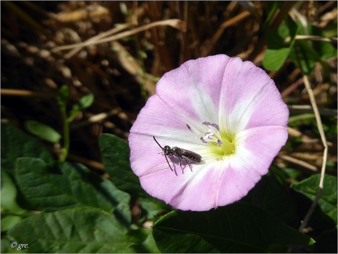 Rosa Winde Foto & Bild | natur, pflanzen, acker Bilder auf fotocommunity