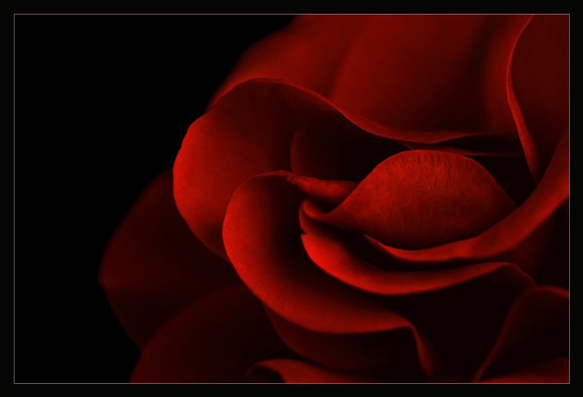 rosae Foto & Bild | pflanzen, pilze & flechten, blüten- & kleinpflanzen ...