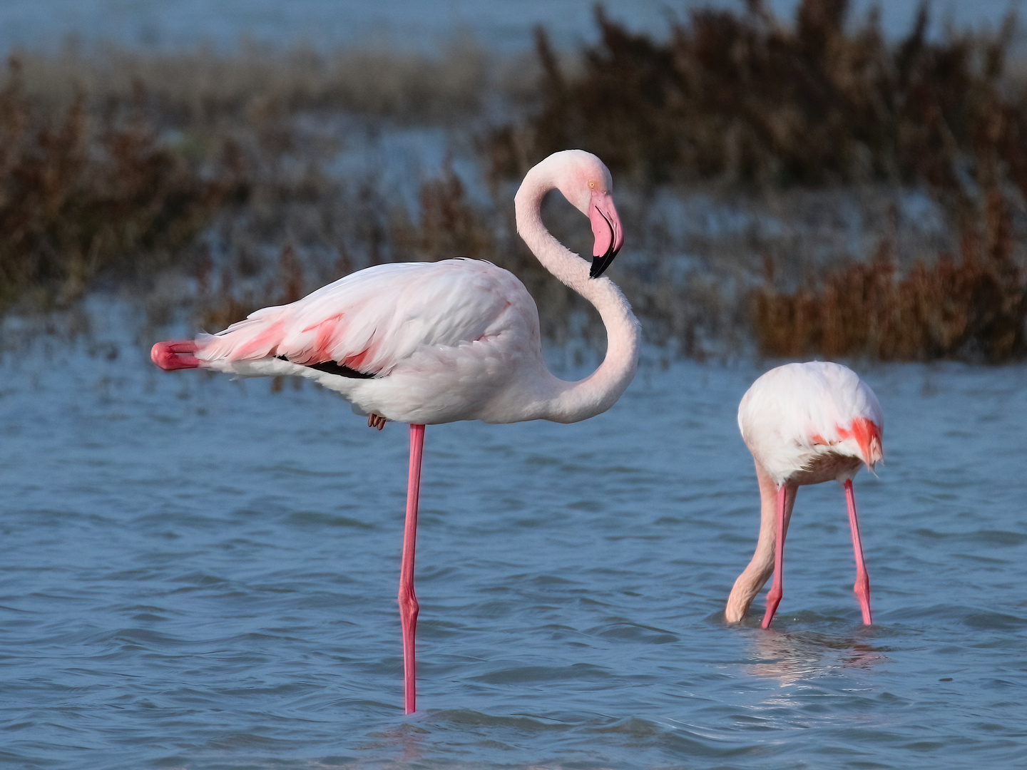 Rosaflamingo Foto & Bild | tiere, wildlife, natur Bilder auf fotocommunity