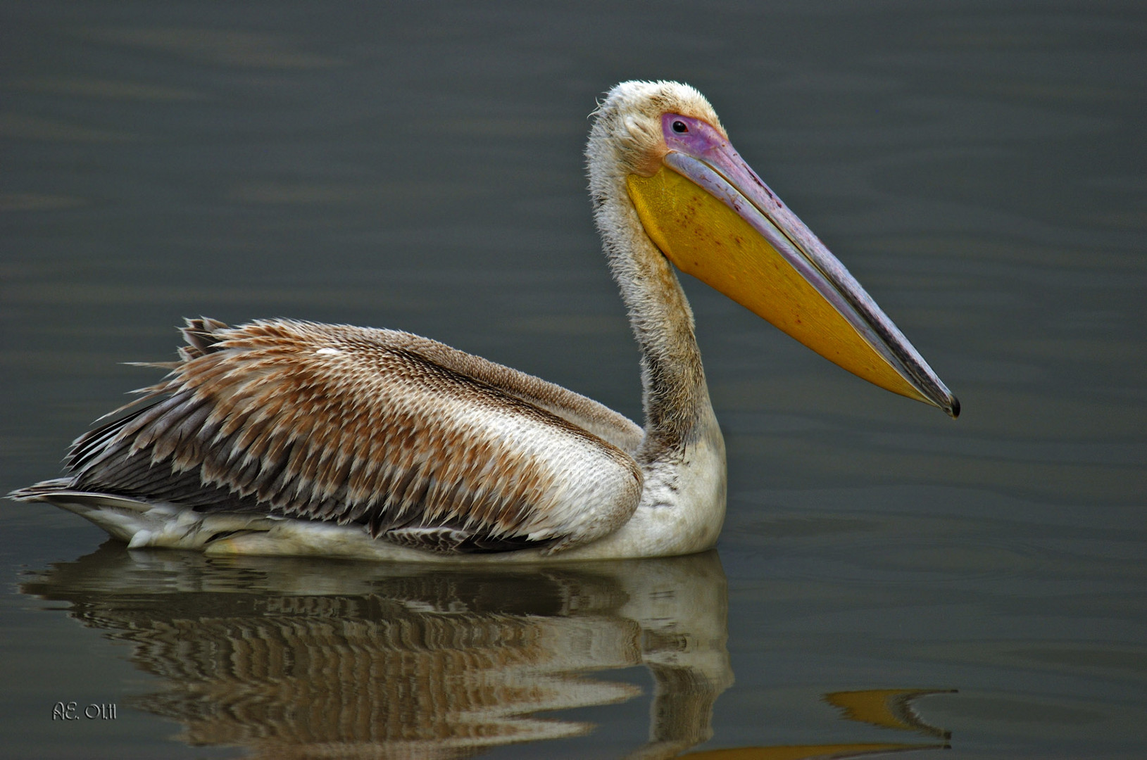 Rosapelikan (Pelecanus onocrotalus) Foto & Bild | tiere, wildlife, wild ...