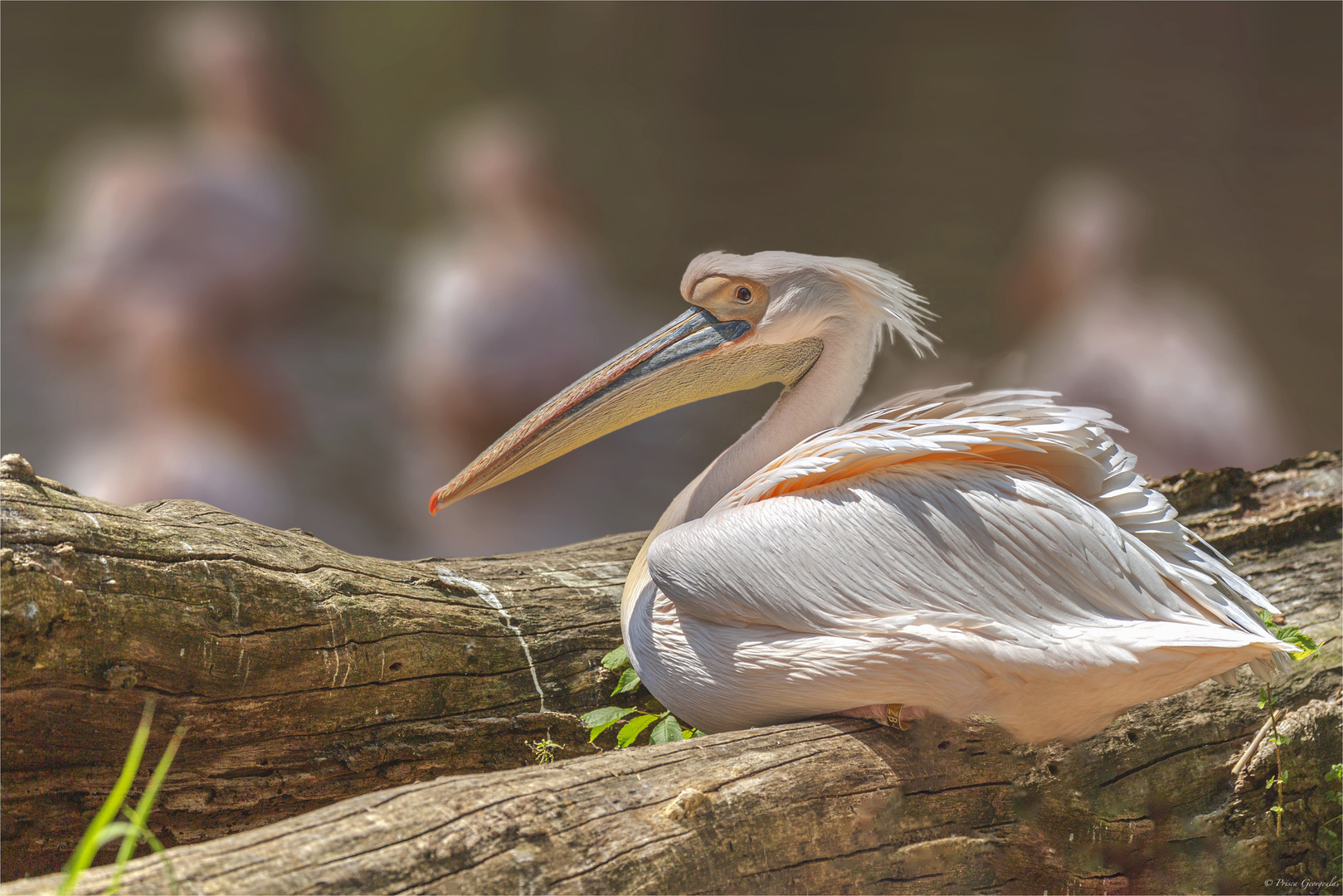 Rosapelikan - Pelecanus onocrotalus Foto & Bild | tiere, zoo, wildpark ...