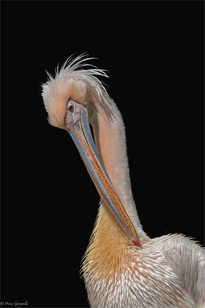 Rosapelikan - Pelecanus onocrotalus ... Foto & Bild | tiere, zoo ...