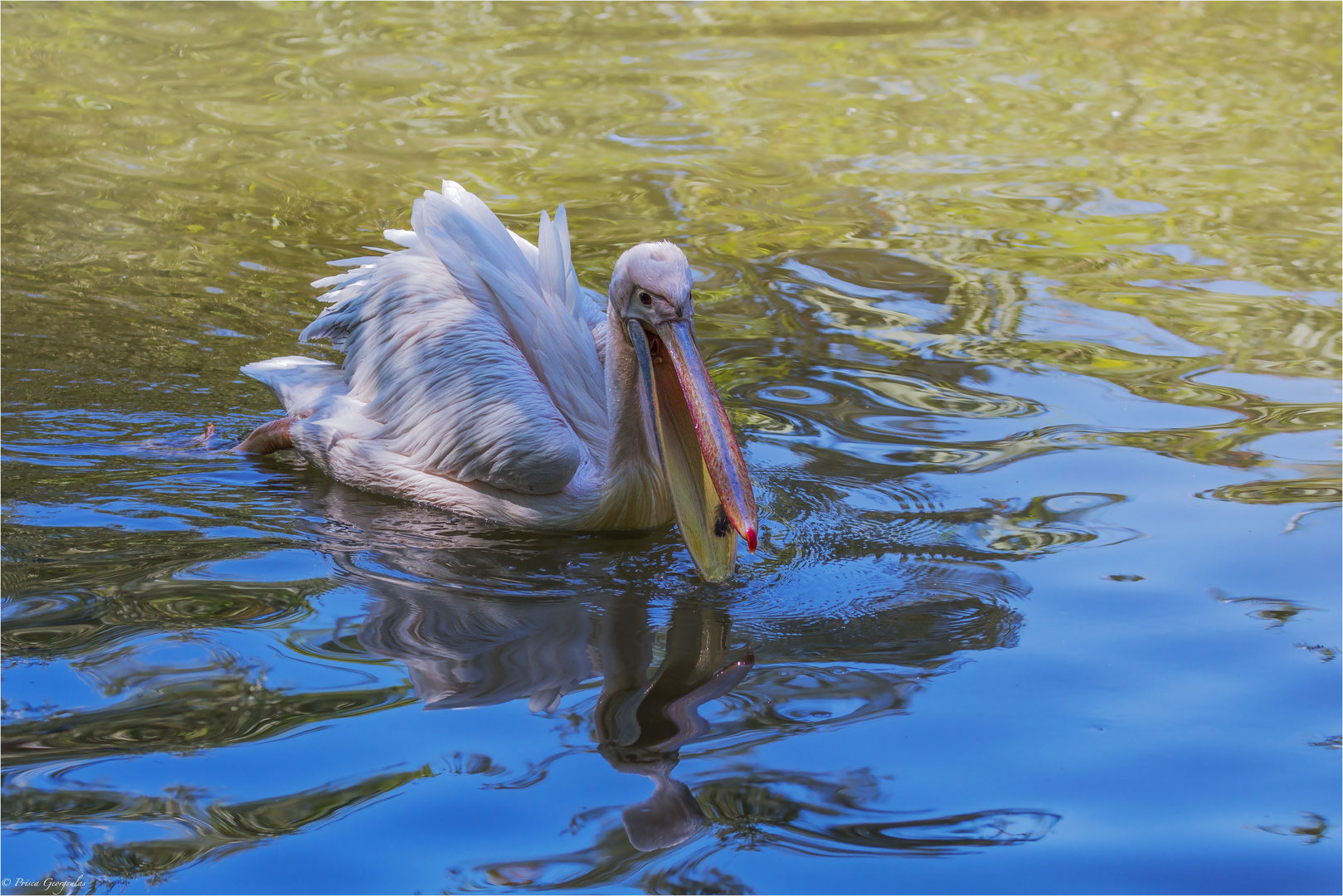 Rosapelikan - Pelecanus onocrotalus Foto & Bild | natur, zoo, tiere ...