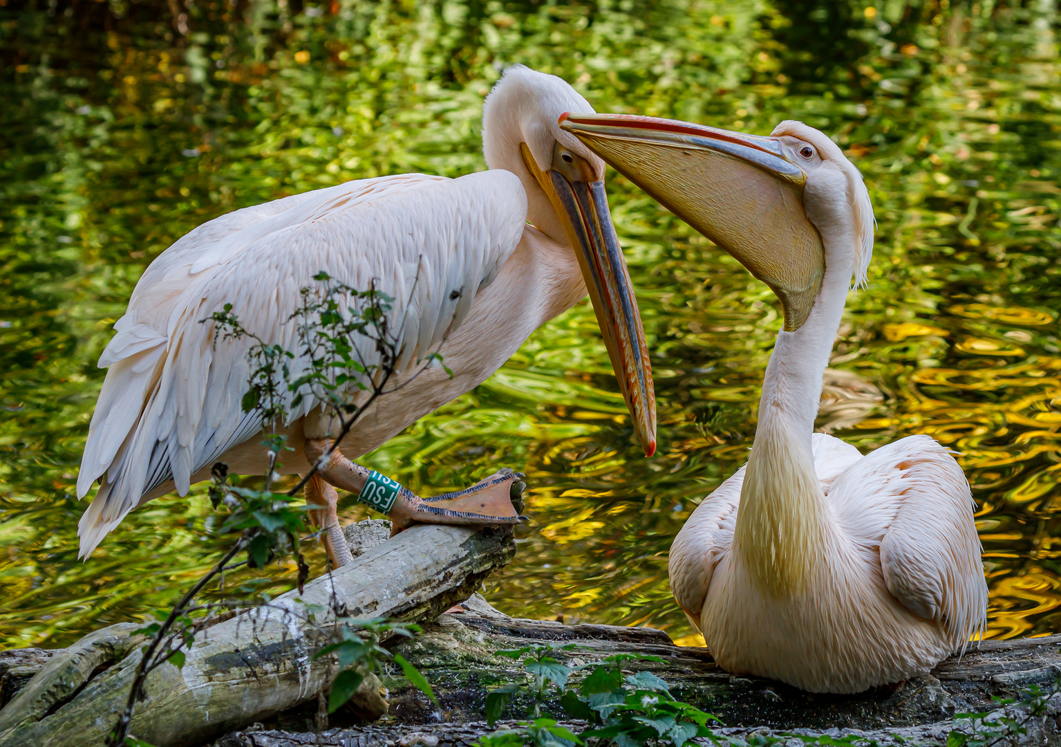 Rosapelikane (pelecanus onocrotalus) Foto & Bild | tiere, zoo, wildpark ...