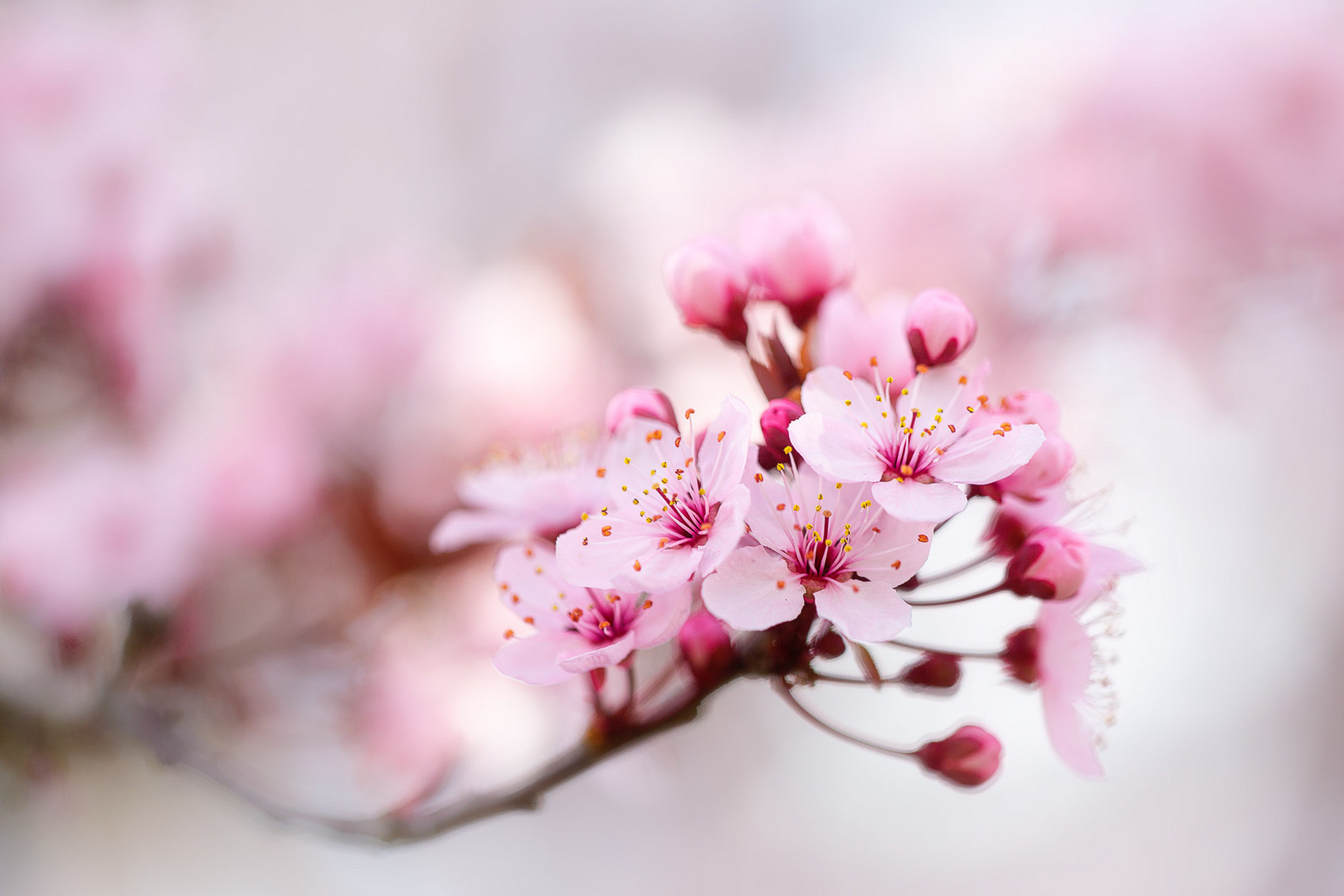 rosarot ... Foto & Bild | licht, frühling, natur Bilder auf fotocommunity