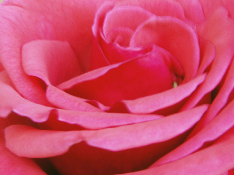 rosarot Foto & Bild | pflanzen, pilze & flechten, blüten ...