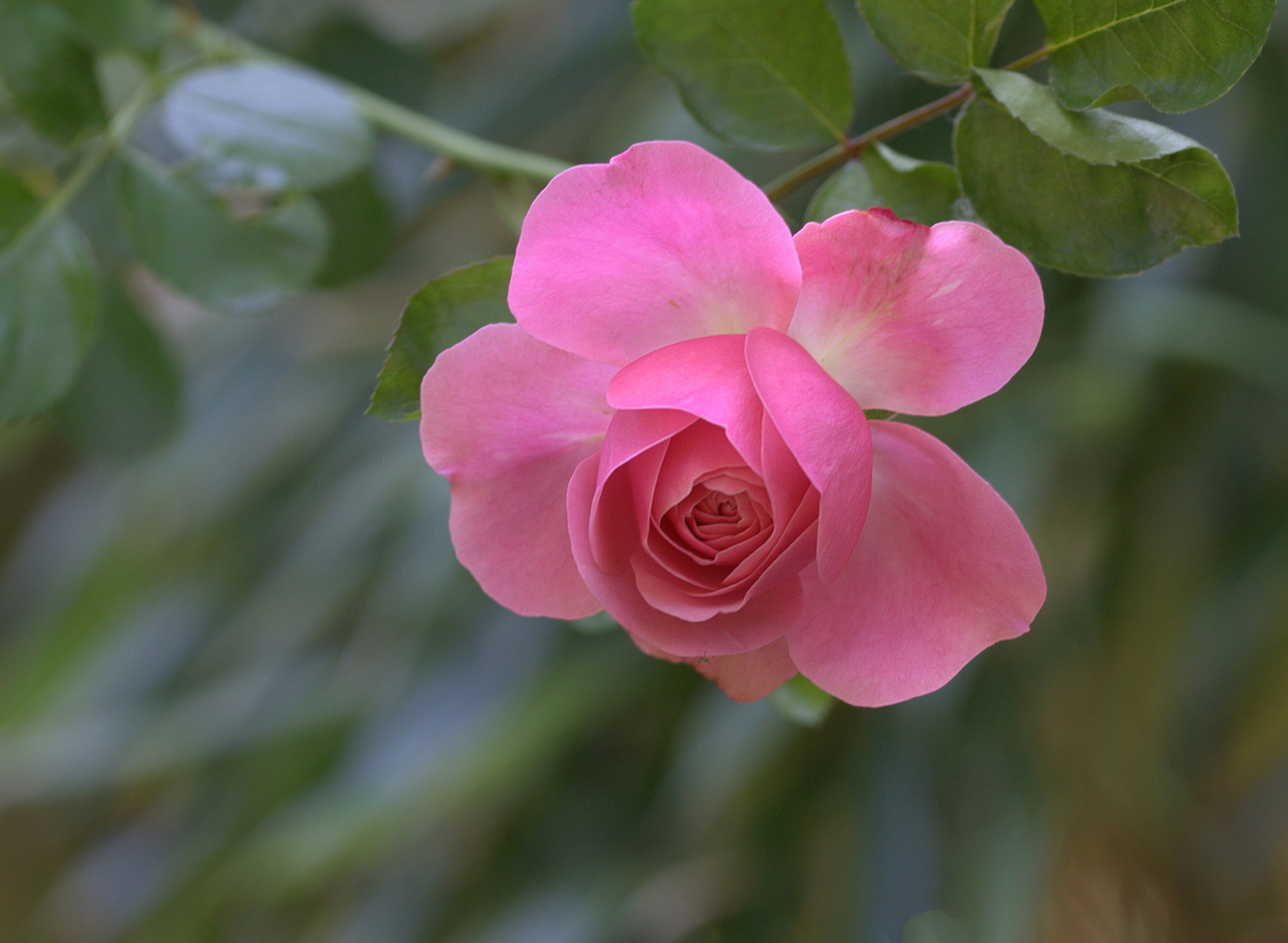 Rosarot...... Foto & Bild | projekte, 3 - mittwochsblümchen, thementage ...