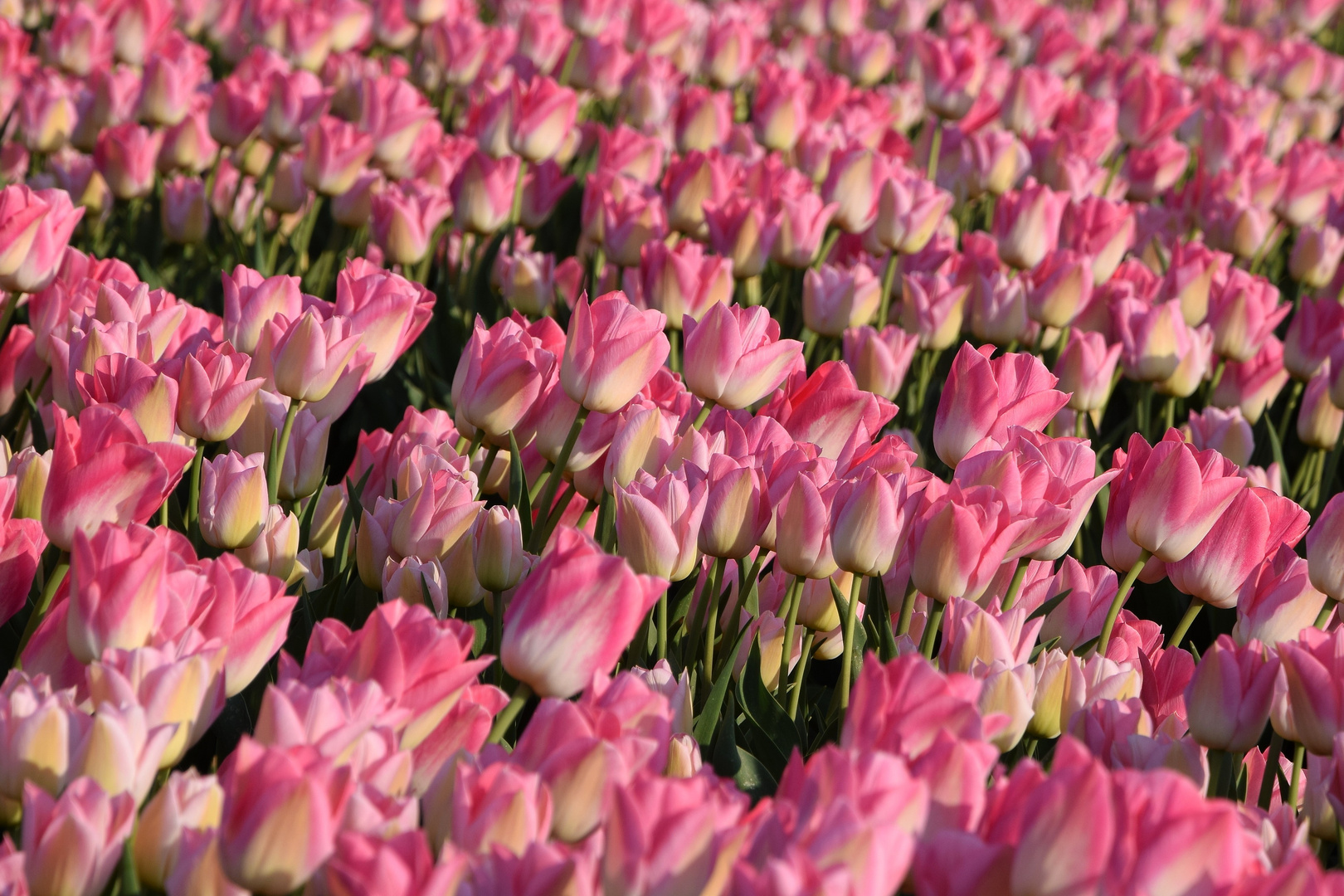 Rosarot Foto & Bild | pflanzen, pilze & flechten, blüten ...