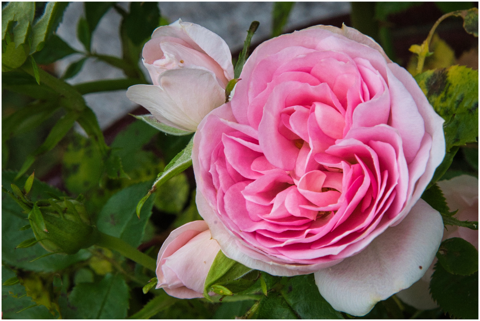 rosarot Foto & Bild | natur, blume, pflanze Bilder auf fotocommunity