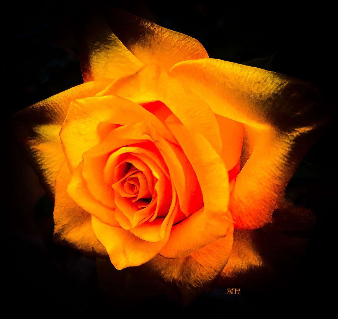 Rose Foto And Bild Pflanzen Pilze And Flechten Blüten And Kleinpflanzen