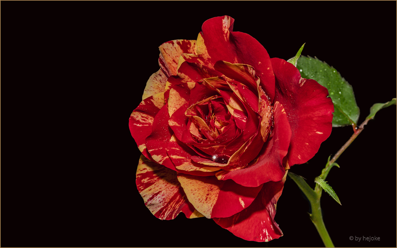 Rose 1 Foto & Bild | natur, pflanzen, rose Bilder auf fotocommunity