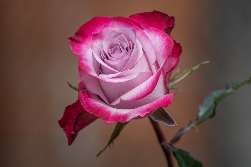 Rose Foto & Bild | pflanzen, pilze & flechten, blüten- & kleinpflanzen ... Rose Foto & Bild | pflanzen, pilze & flechten, blüten- & kleinpflanzen ...