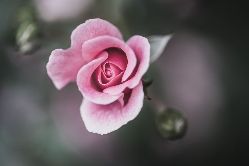 Rose Foto & Bild | sommer, pink, rose Bilder auf fotocommunity