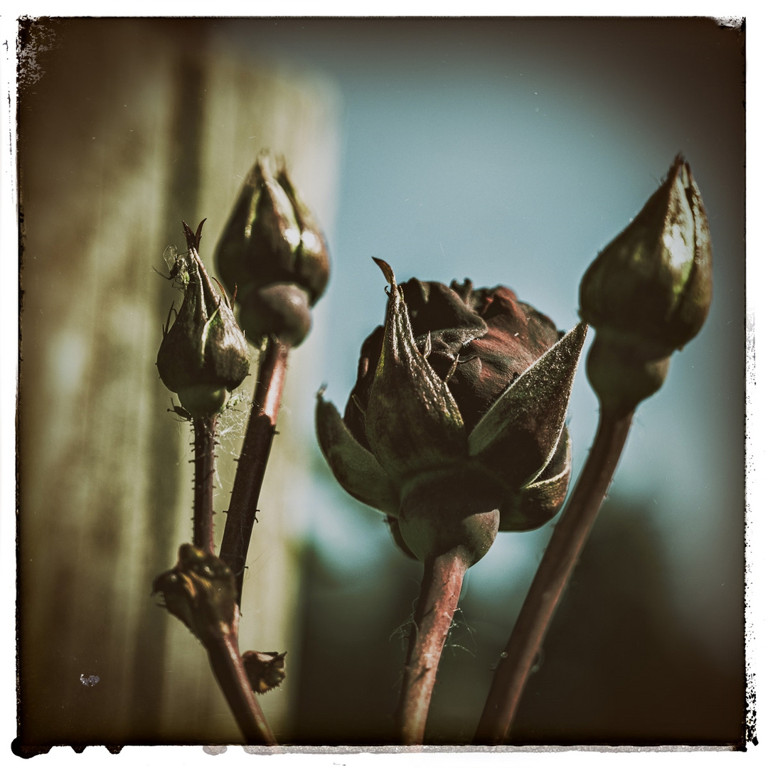 Rose Foto & Bild | fotokunst, color fine art, art Bilder auf fotocommunity