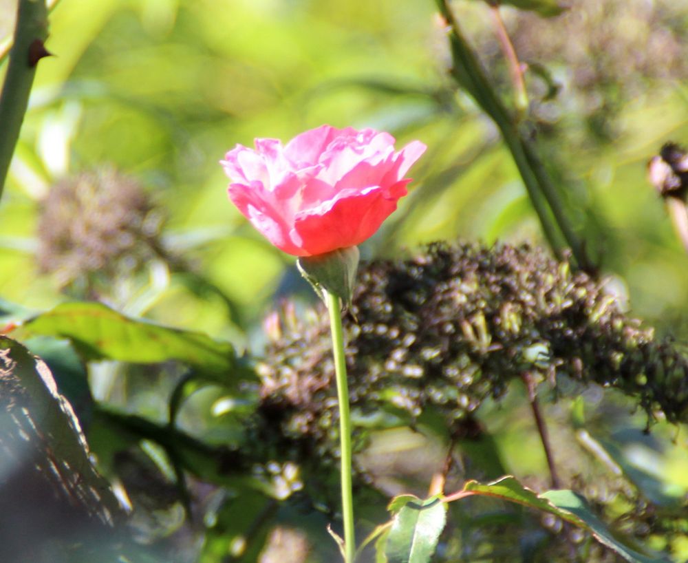 Rose Foto & Bild | pflanzen, samen, natur, pflanzen Bilder auf fotocommunity