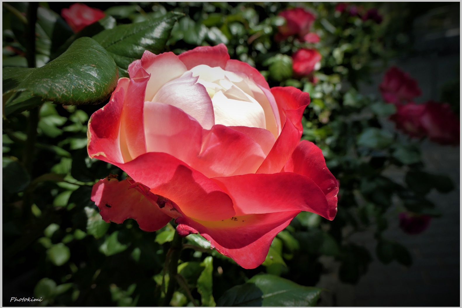 Rose am Mittag Foto & Bild | projekte, 3 - mittwochsblümchen ...