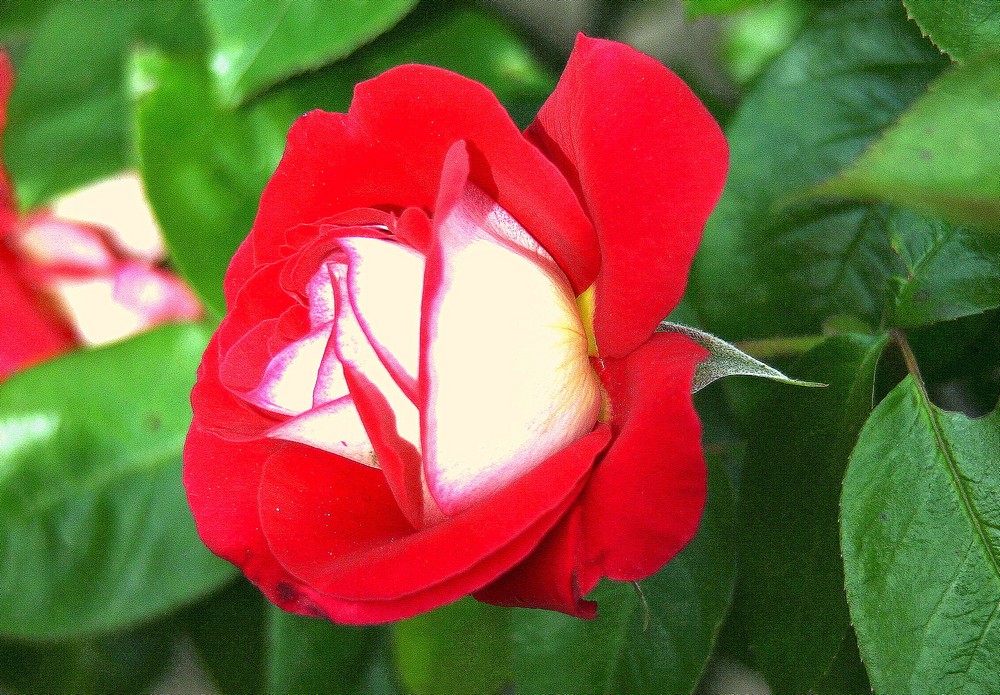 ROSE BICOLORE photo et image | jardins, ligerien, nature Images ...