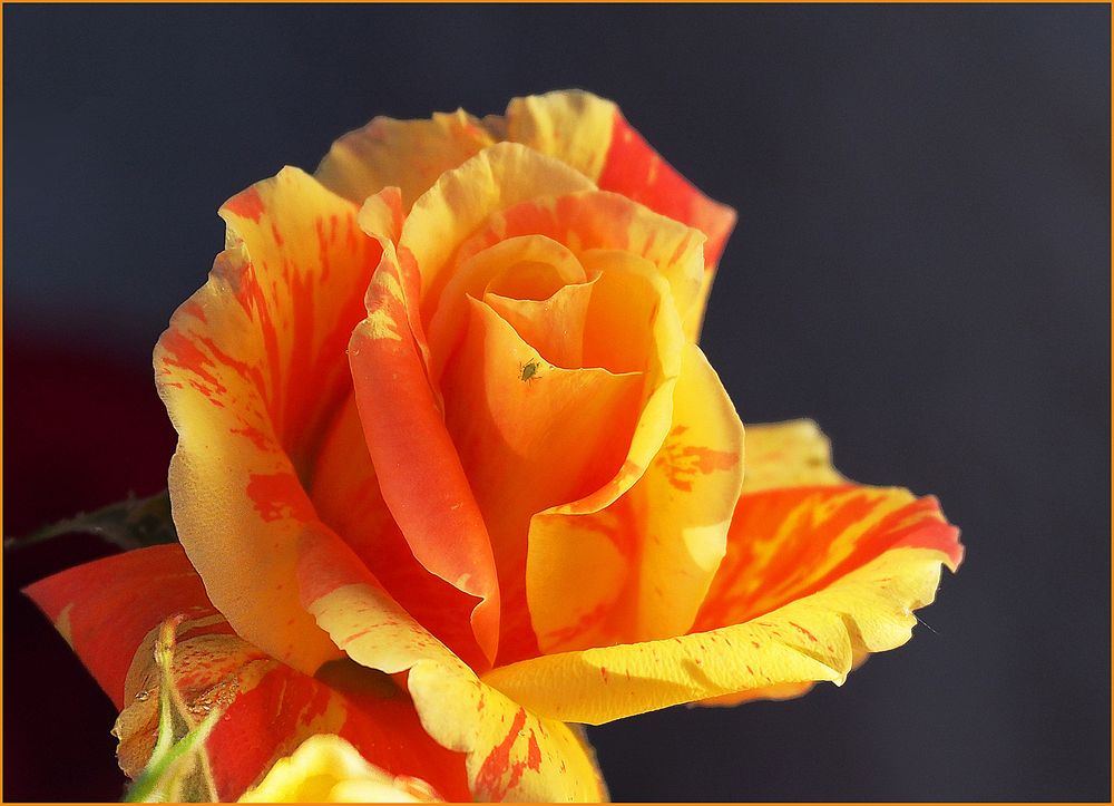 Rose bicolore orangée et son visiteur photo et image | orange, natur ...