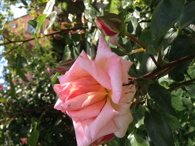 Rose Compassion Foto & Bild | fotos, sommer, sonne Bilder auf fotocommunity