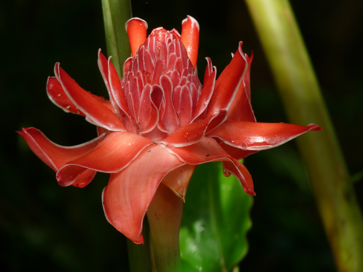 rose d'amazonie Guyane photo et image | fleurs, nature Images fotocommunity