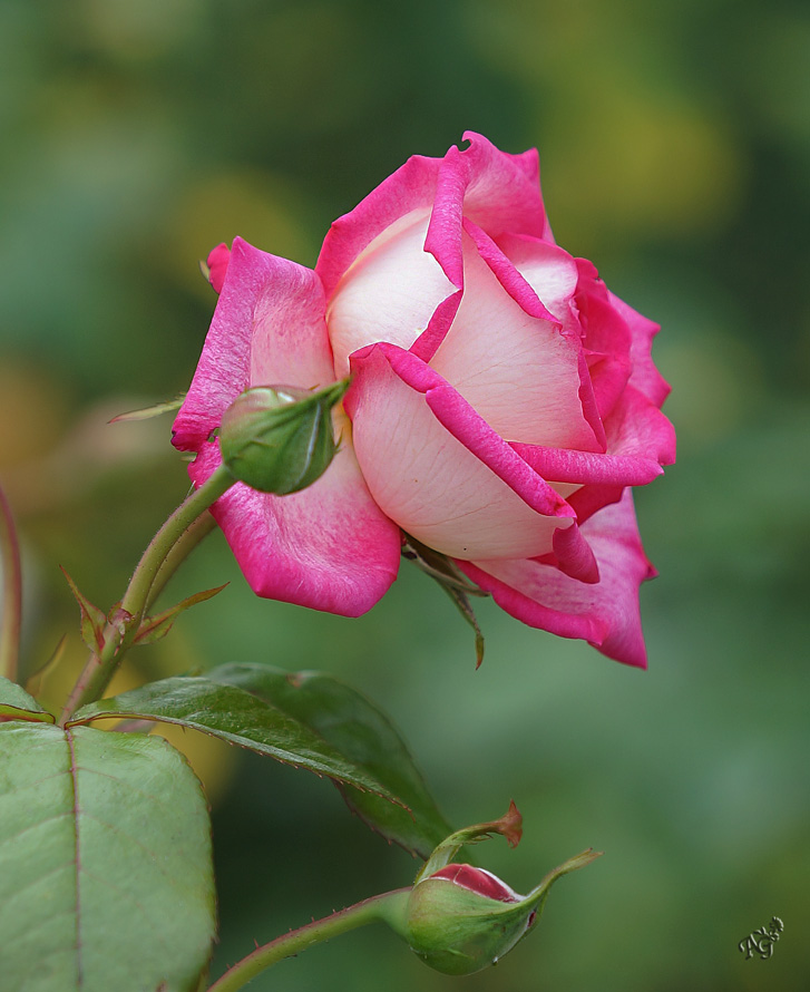 Rose d'automne photo et image | macro nature, macro roses, fleurs et ...