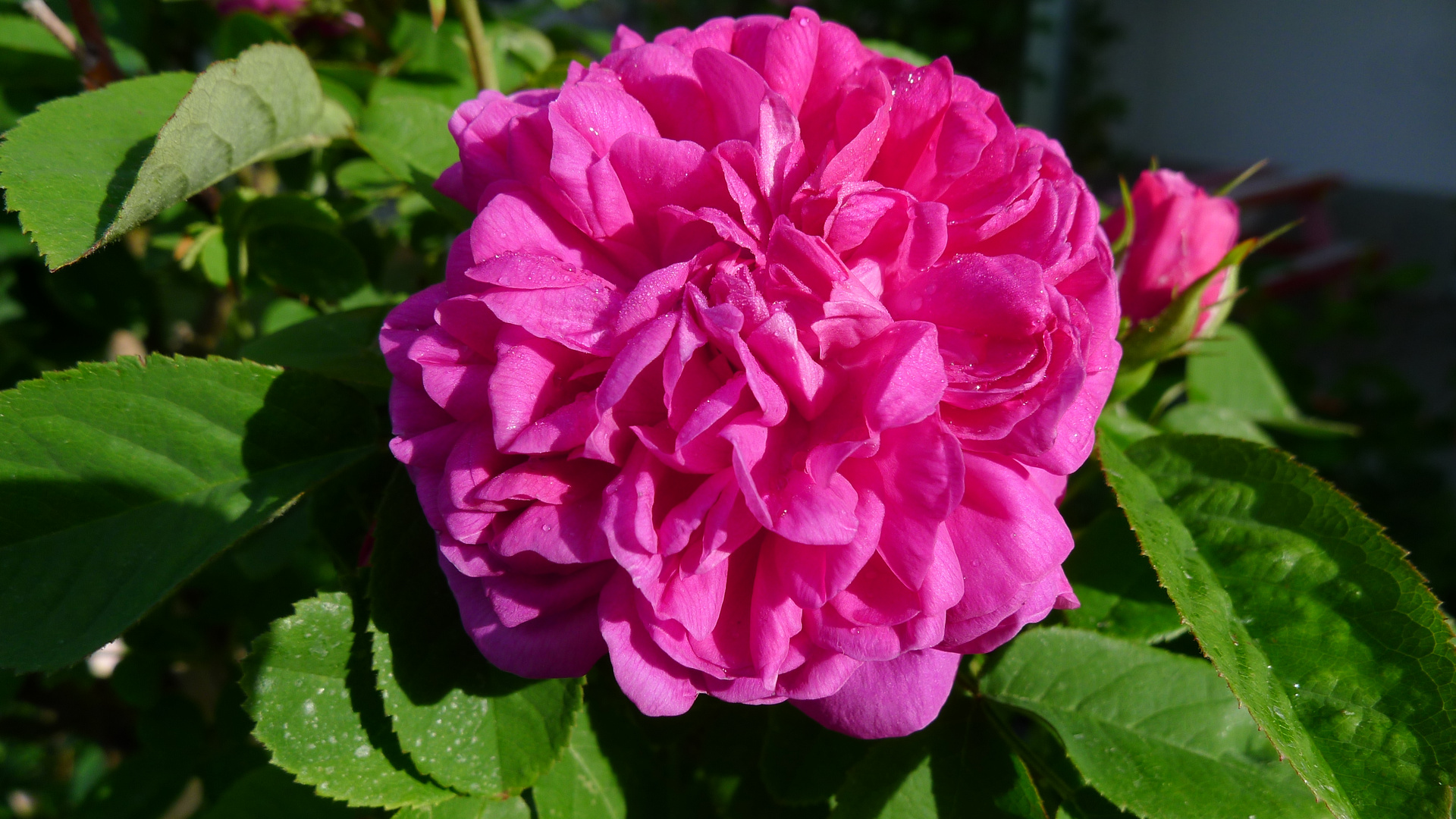 Rose de Resht Foto & Bild | pflanzen, pilze & flechten, blüten ...