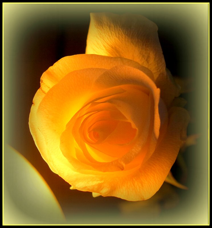 rose douceur photo et image | fleurs, roses, nature Images fotocommunity