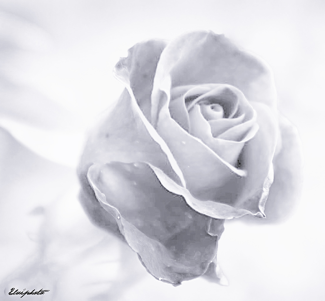 rose douceur photo et image | rose, fleur, special Images fotocommunity