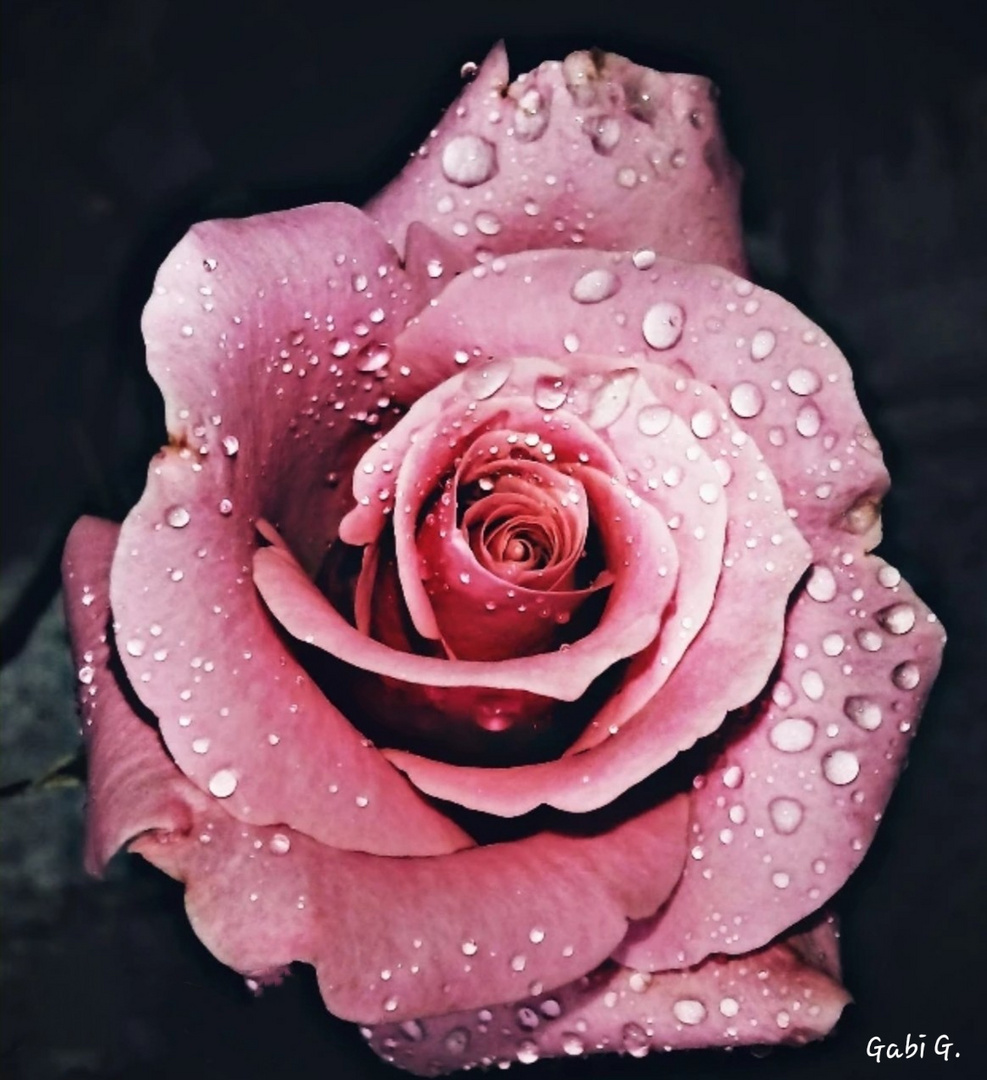 Rose Foto & Bild | pflanzen, pilze & flechten, blüten- & kleinpflanzen ...