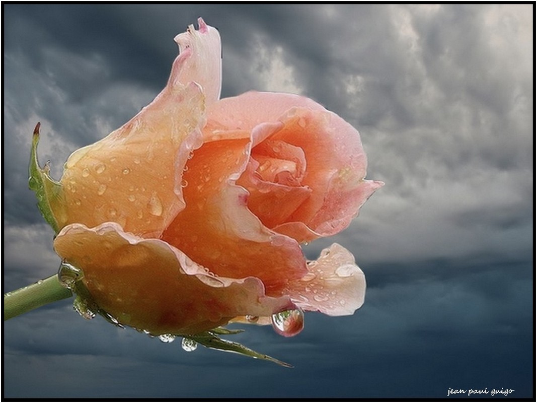 rose en automne photo et image | fleurs, roses, macro Images fotocommunity