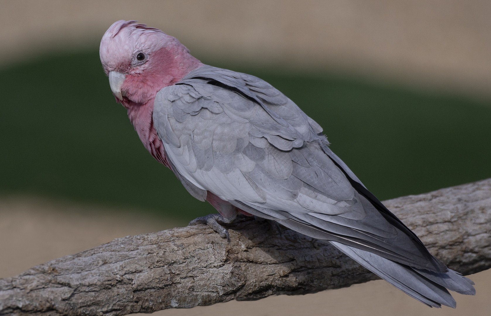 Rose et gris (Eolophus roseicapilla, cacatoès rosalbin) photo et image ...