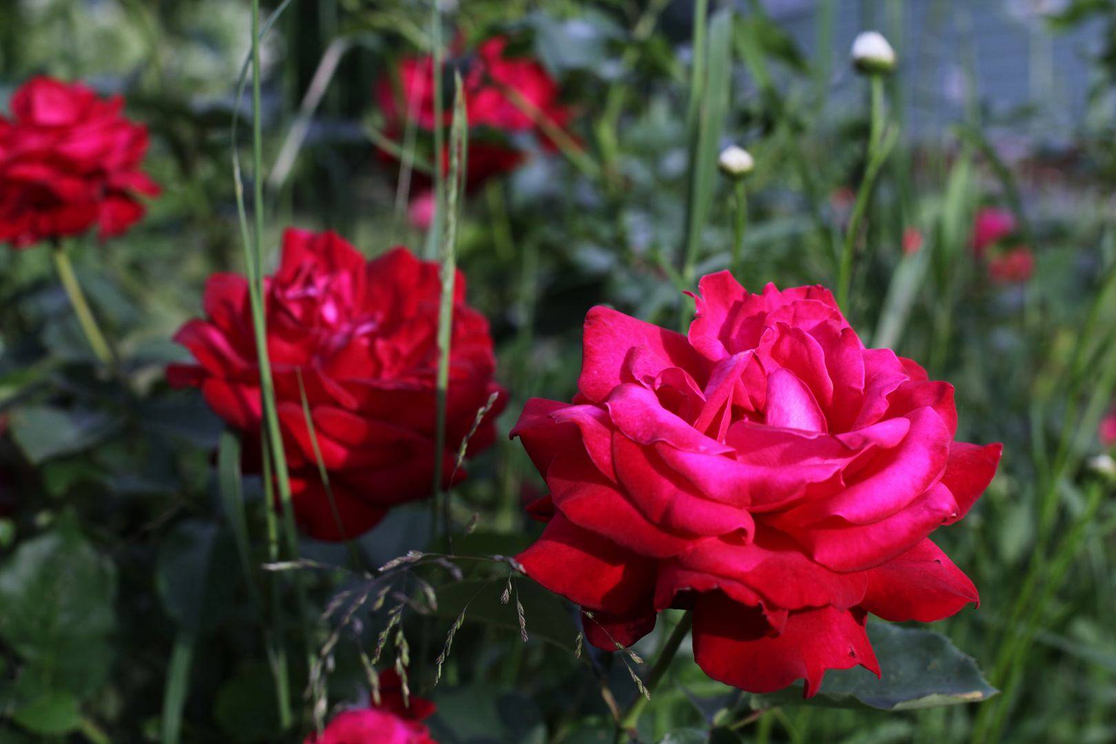 Rose flower Foto & Bild | natur-kreativ, flower, flowers Bilder auf ...