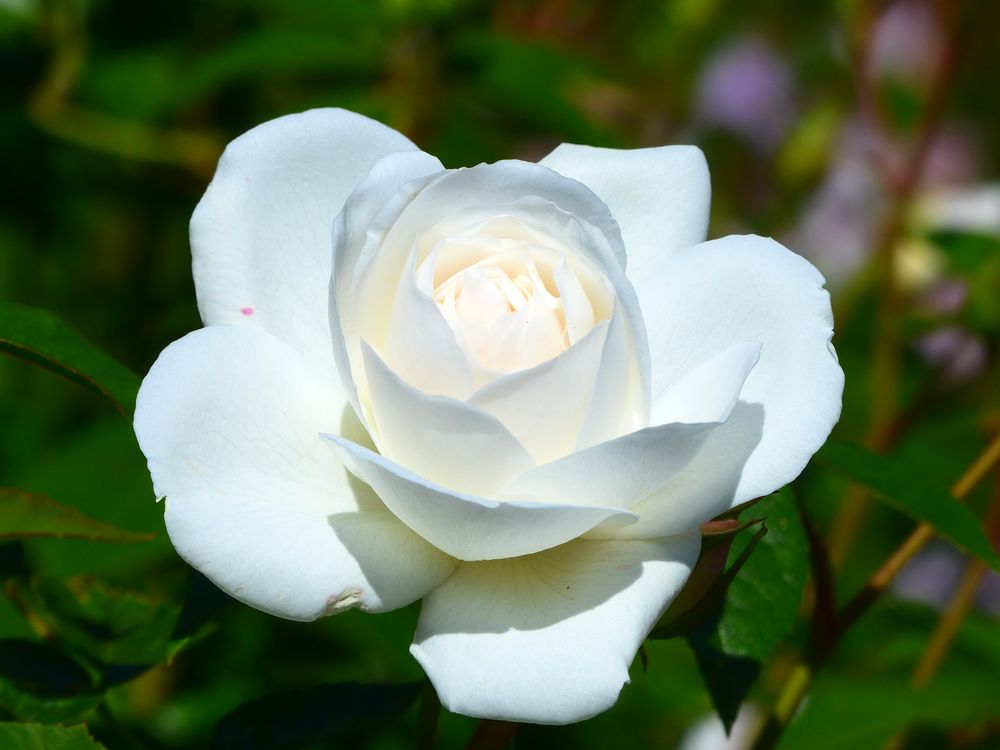 Rose ganz in weiss Foto & Bild | pflanzen, pilze & flechten, blüten ...