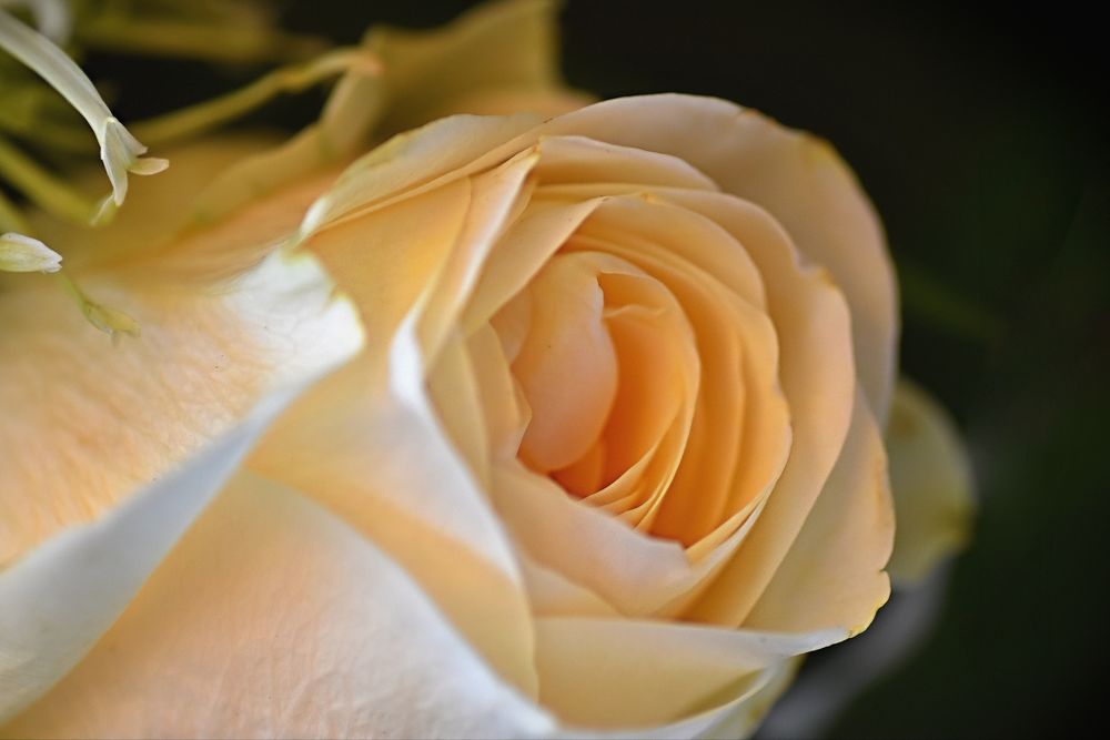 Rose ganz nah Foto & Bild | spezial, natur, blumen Bilder auf fotocommunity