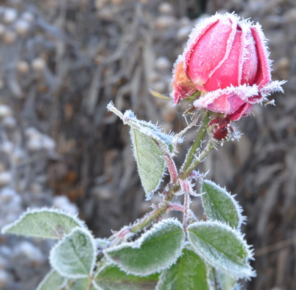 Rose gefroren Foto & Bild | kalt, winter, eis Bilder auf fotocommunity