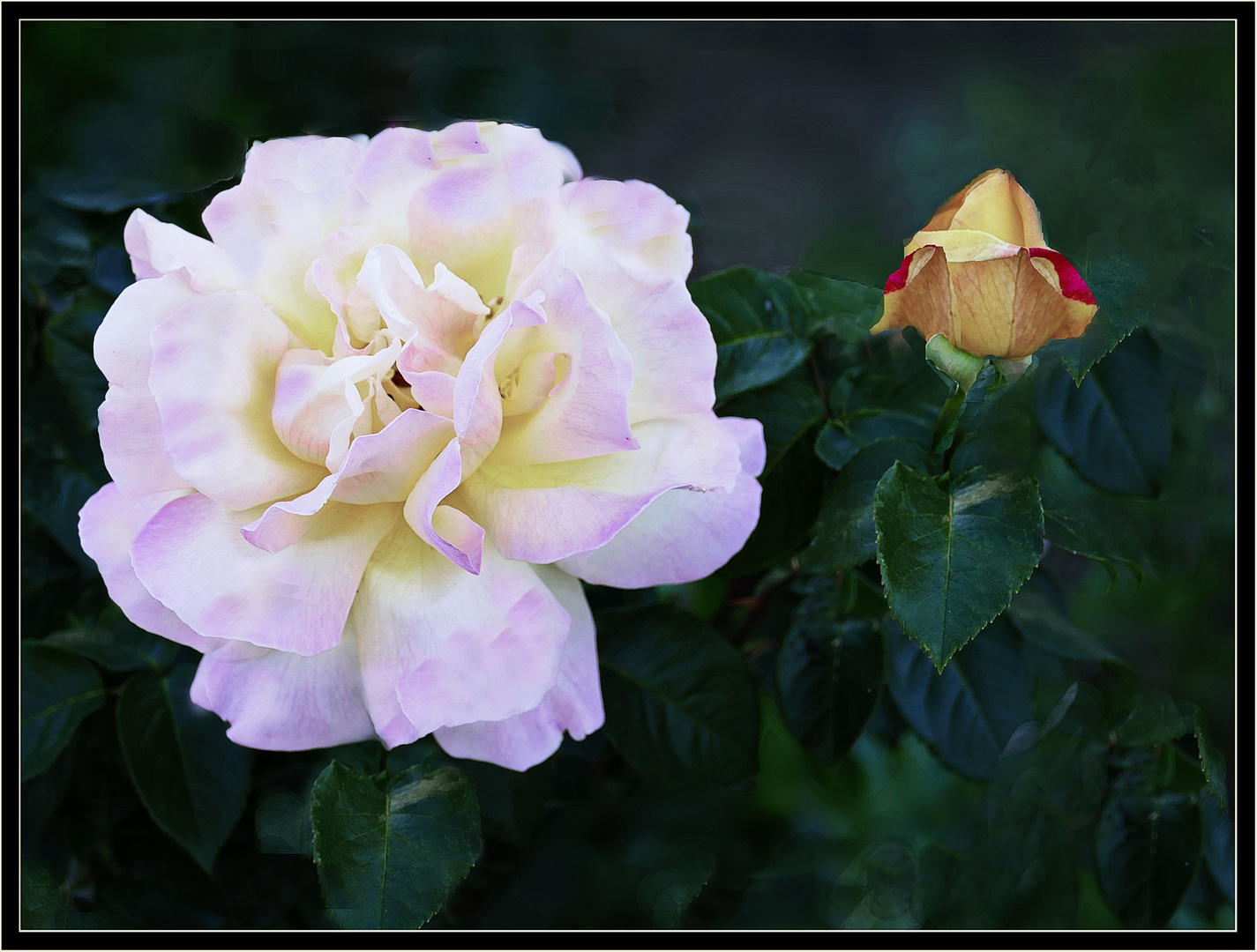 Rose Gloria Day Foto & Bild | blumen , spezial, macro Bilder auf ...