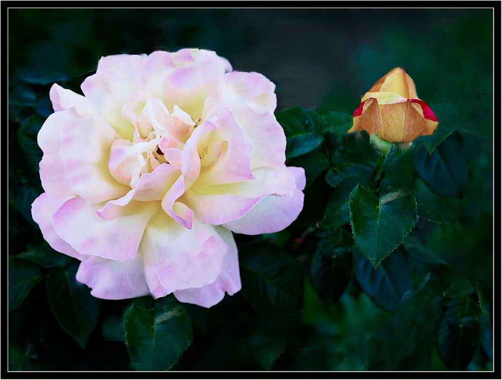 Rose Gloria Day Foto & Bild | blumen , spezial, macro Bilder auf ...