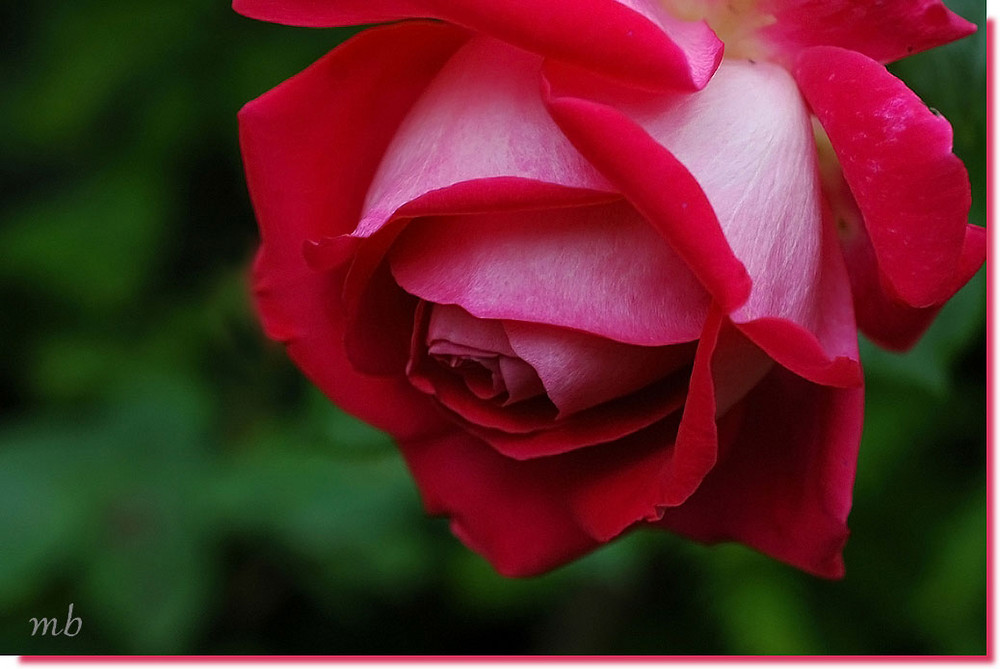 rose "grand gala" photo et image | plantes, champignons & lichens ...